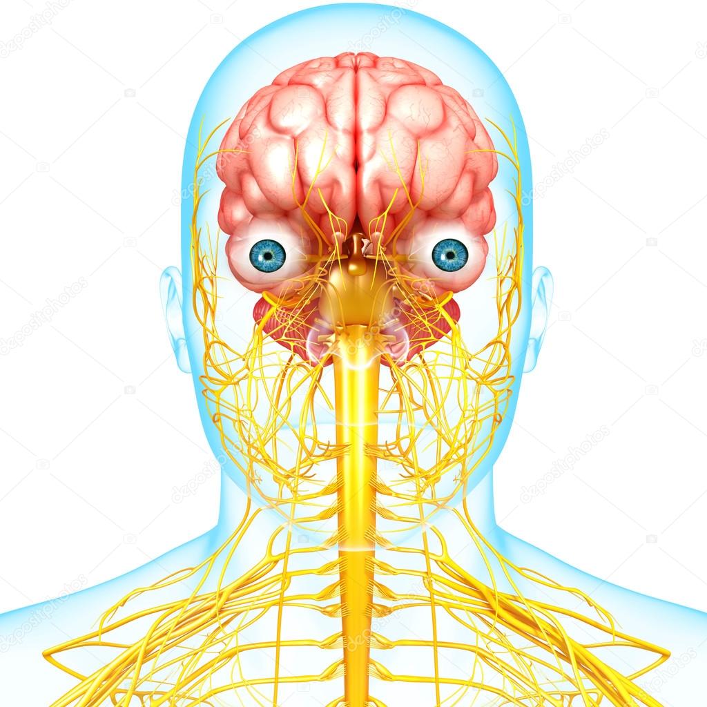 Brain Front View In Head
