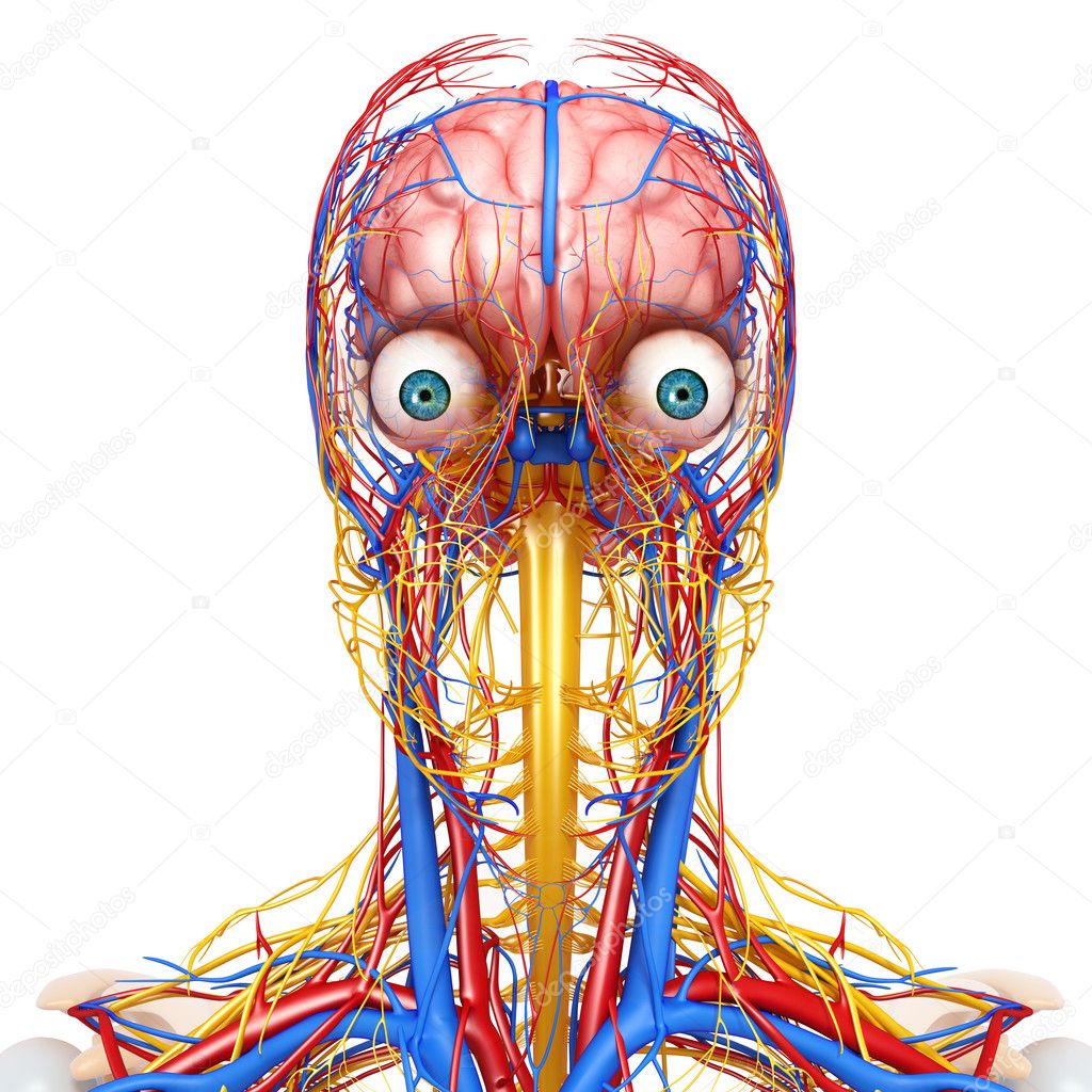 Side view of head circulatory system isolated — Stock Photo © pixologic ...