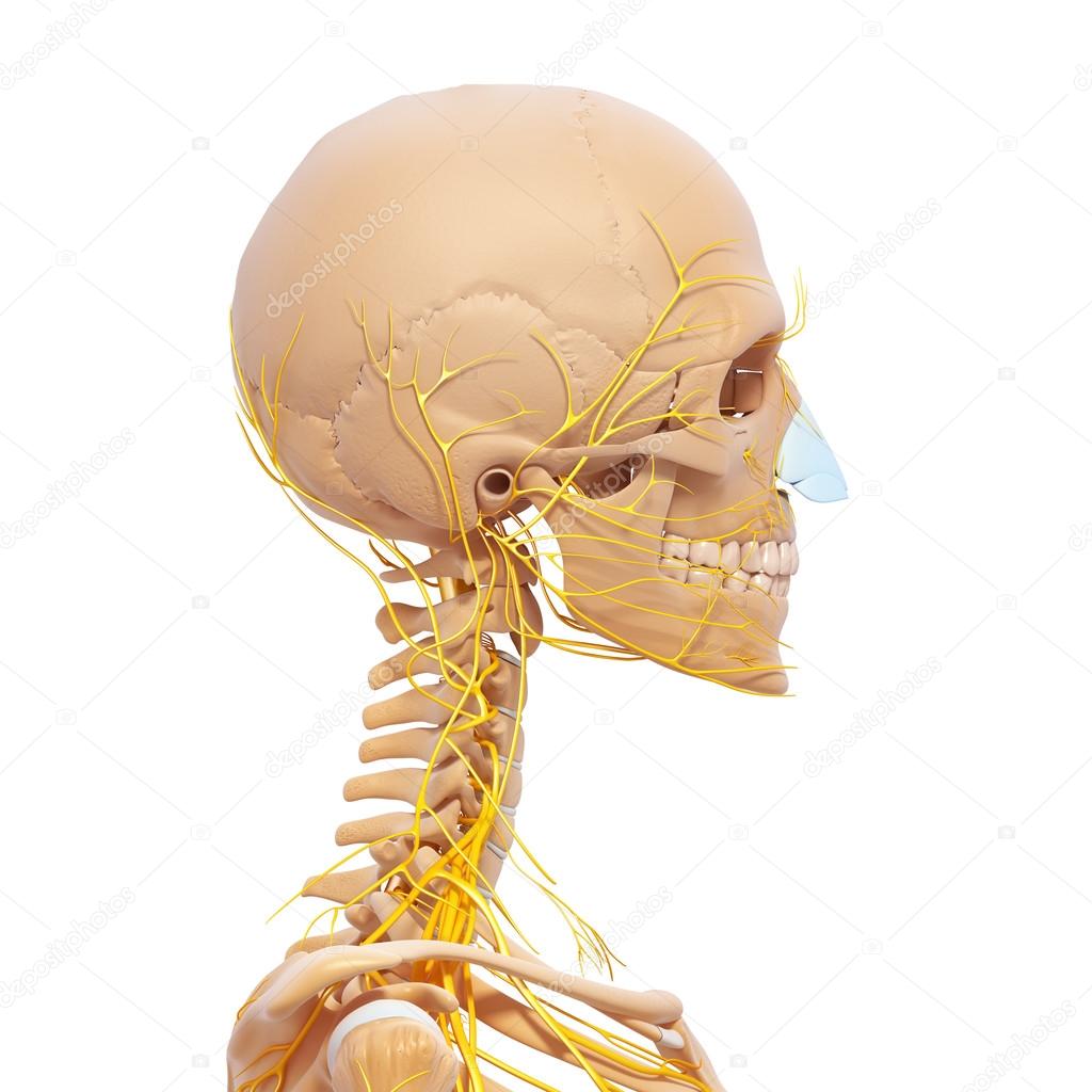 3d art illustration of human skeleton side view — Stock Photo ...
