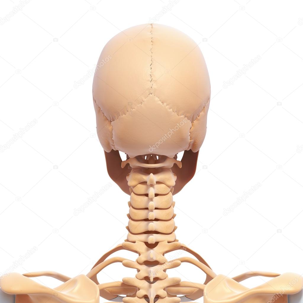 Vista posterior del esqueleto humano de la cabeza: fotografía de stock ...