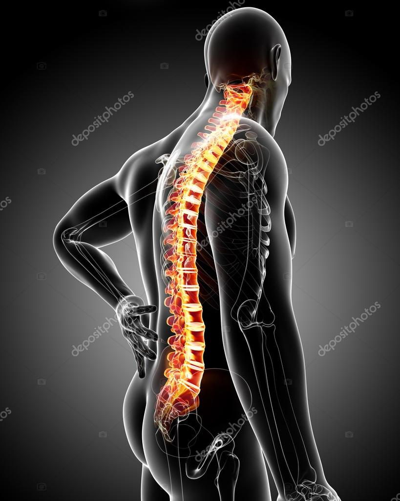 Back pain anatomy Stock Photo by ©pixologic 22679045