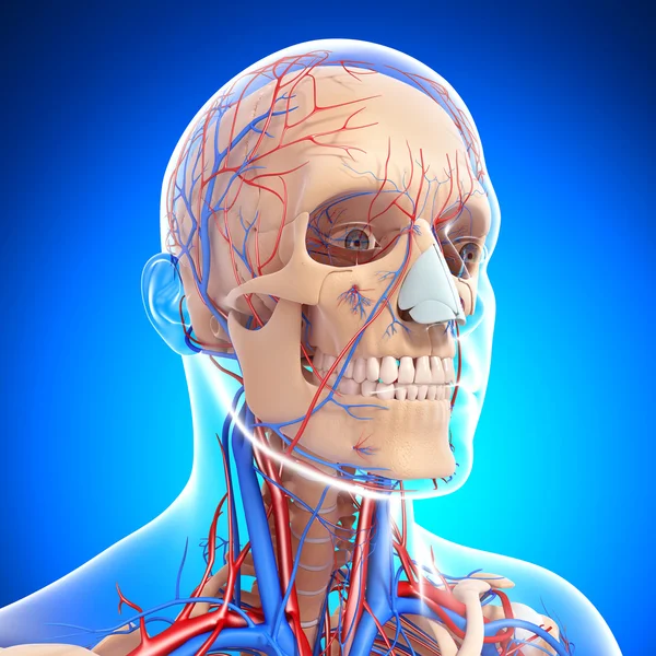 Front side view of male skeleton with nervous system Stock Photo by ...