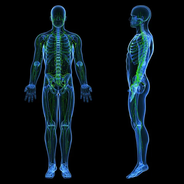 3d art illustration of lymphatic system - Stock Image - Everypixel