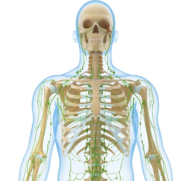 3d art illustration of lymphatic system of male — Stock Photo ...