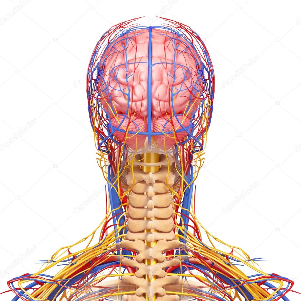 Back view of head circulatory system isolated with white background ...