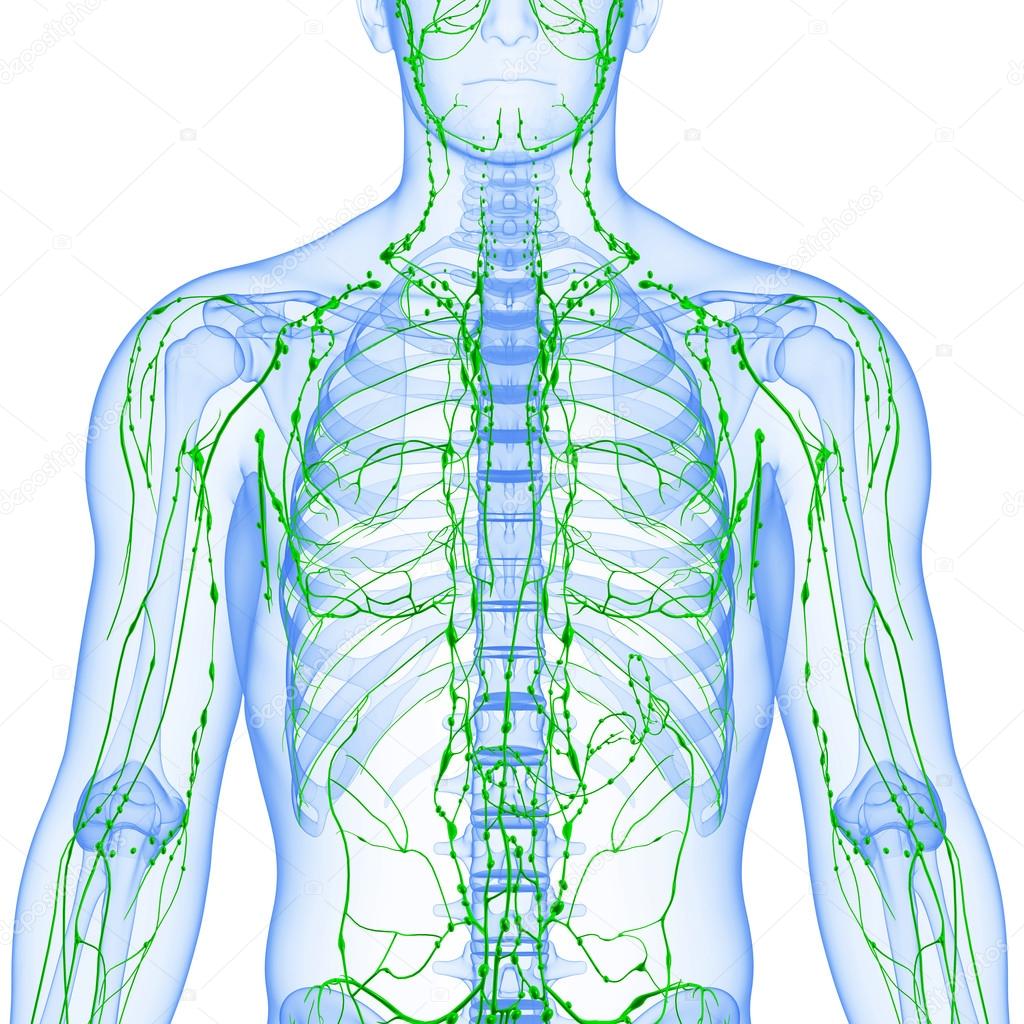 3d art illustration of lymphatic system of male — Stock Photo ...