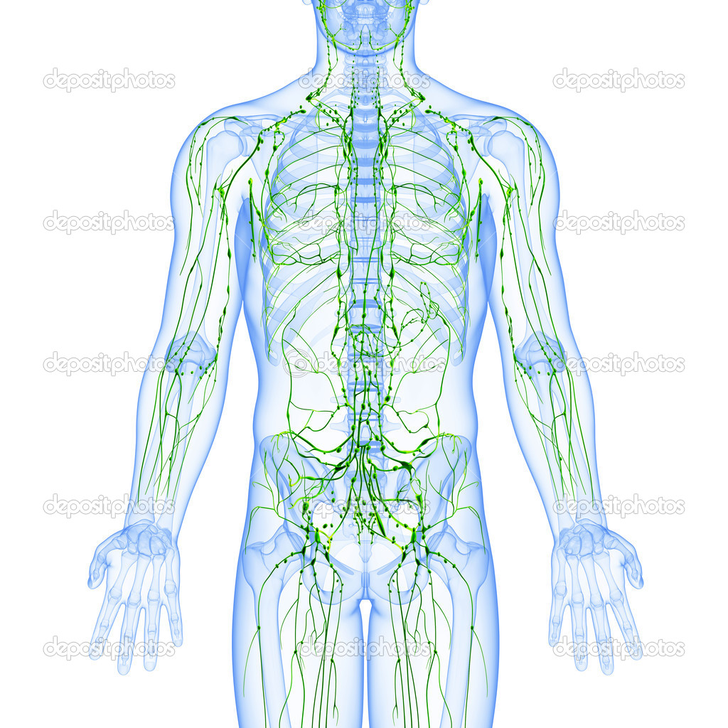 Ilustración 3D arte del sistema linfático del hombre — Foto de stock ...
