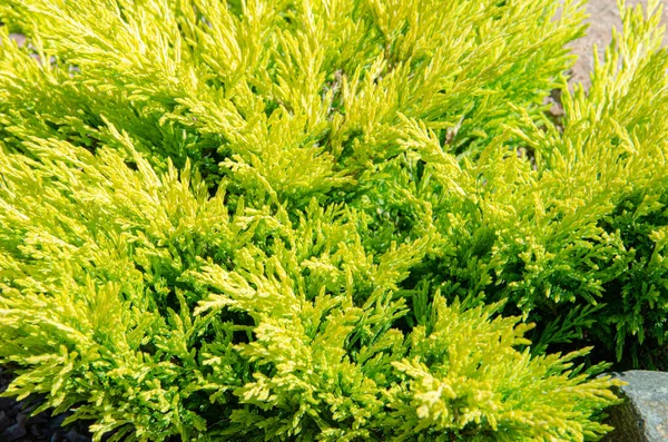 juniper tree nature texture background. Evergreen coniferous juniper ...