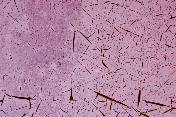 Woman microscope Stock Photos, Royalty Free Woman microscope Images ...