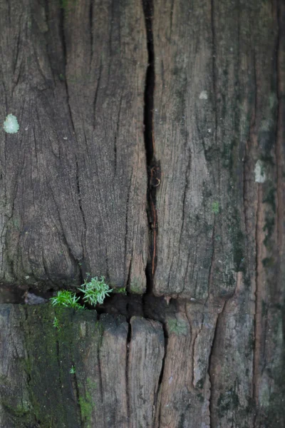 Tree subsidence Stock Photos, Royalty Free Tree subsidence Images ...