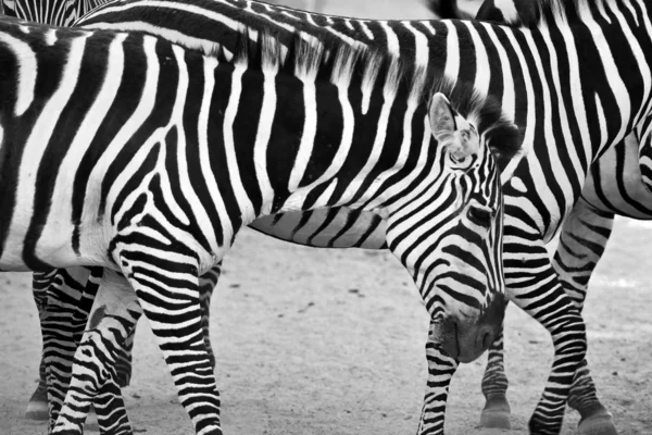 ᐈ Zebra side view stock images, Royalty Free zebras photos | download on Depositphotos®