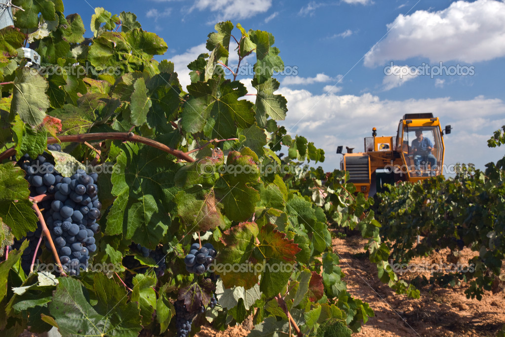 Automatic combine-harvester gathering grape Stock Photo by ©benjaminet ...