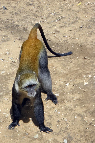 Scimmia coda prensile Foto Stock, Scimmia coda prensile Immagini ...