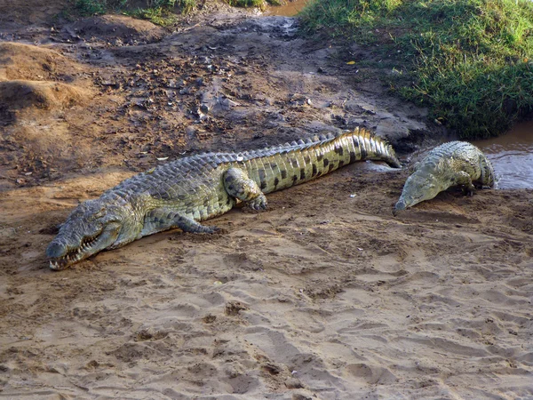 Alligator Crocodiles Wildlife Dangerous Reptile Predator — Stock Photo ...