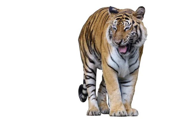 Tiger full body Stock Photos, Royalty Free Tiger full body Images ...