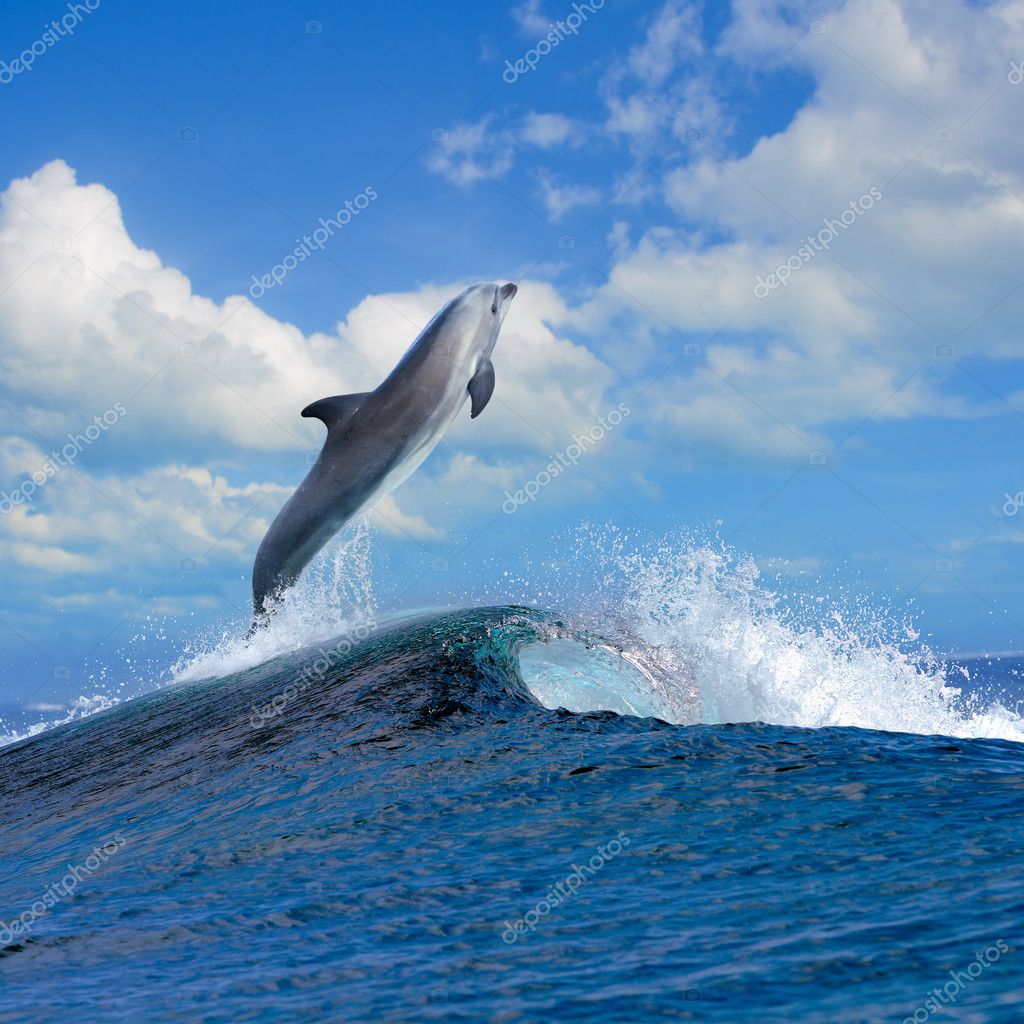 Beautiful oceanview and dolphin leaping out curly wave — Stock Photo ...