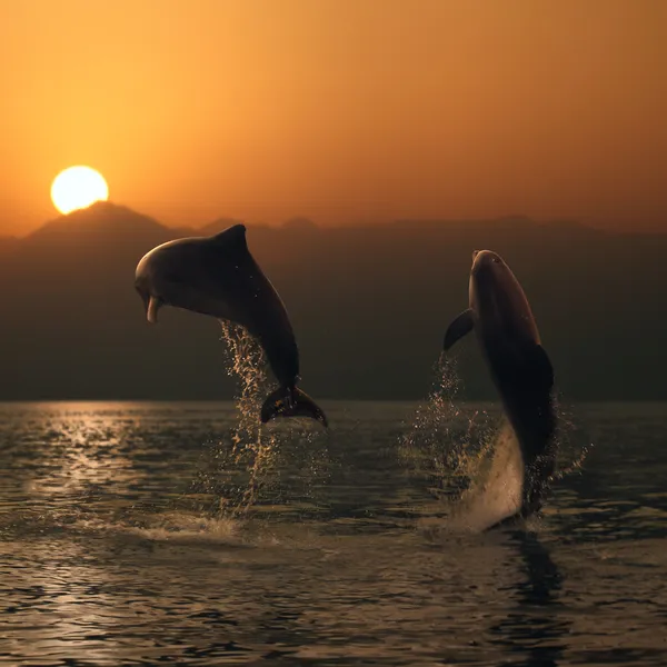 Two Dolphins Jumping In The Sunset