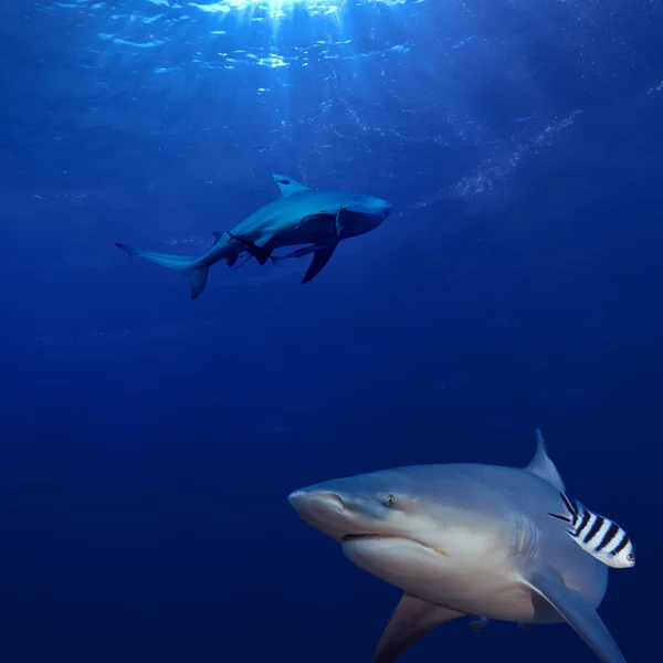 Two sharks Stock Photos, Royalty Free Two sharks Images | Depositphotos