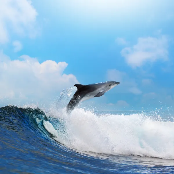 Dolphins waves Pictures, Dolphins waves Stock Photos & Images ...