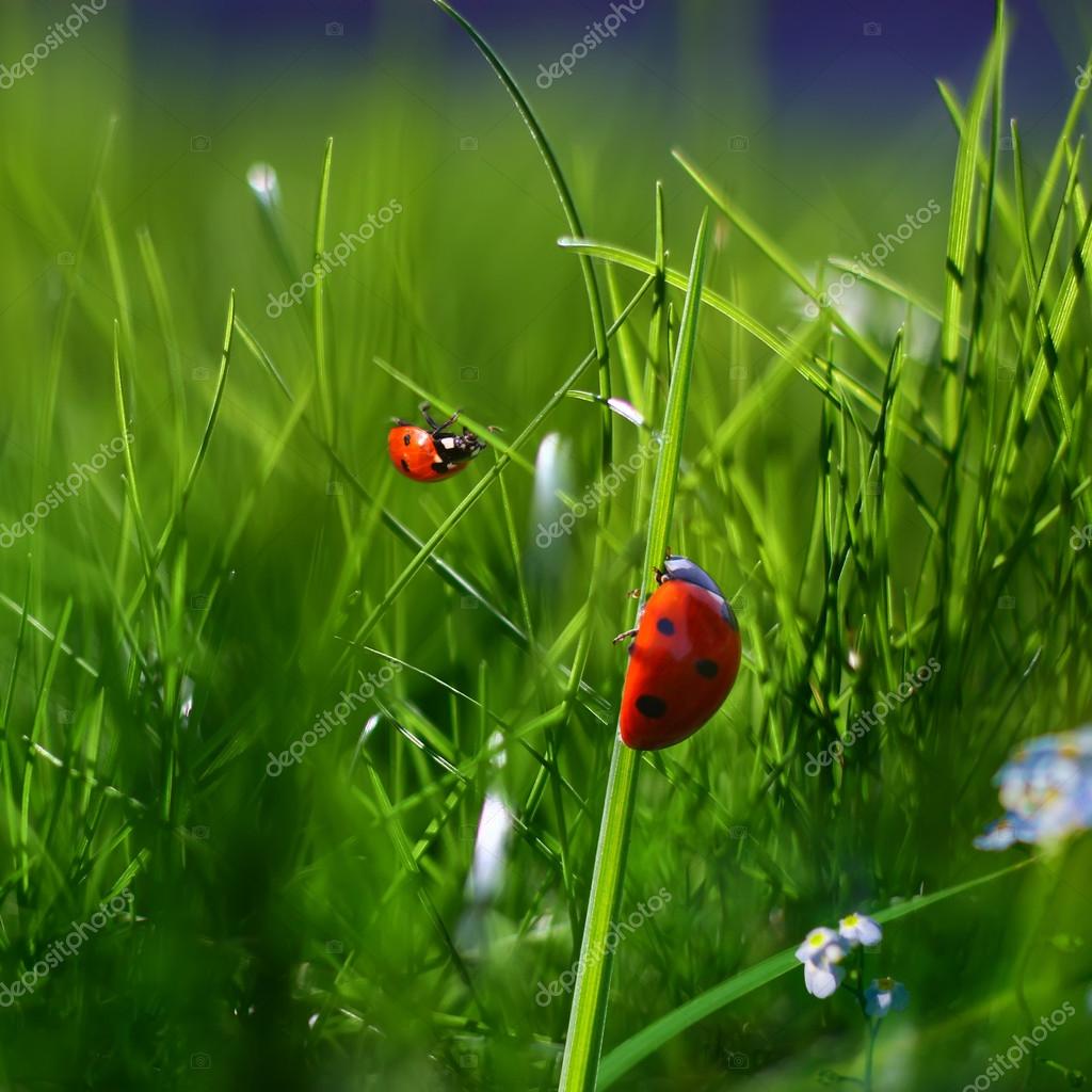 Nature green grass background. Two ladybugs closeup macro image Stock ...