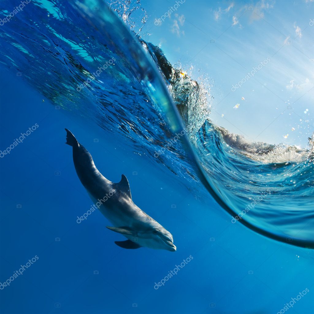 Ocean Underwater Dolphins