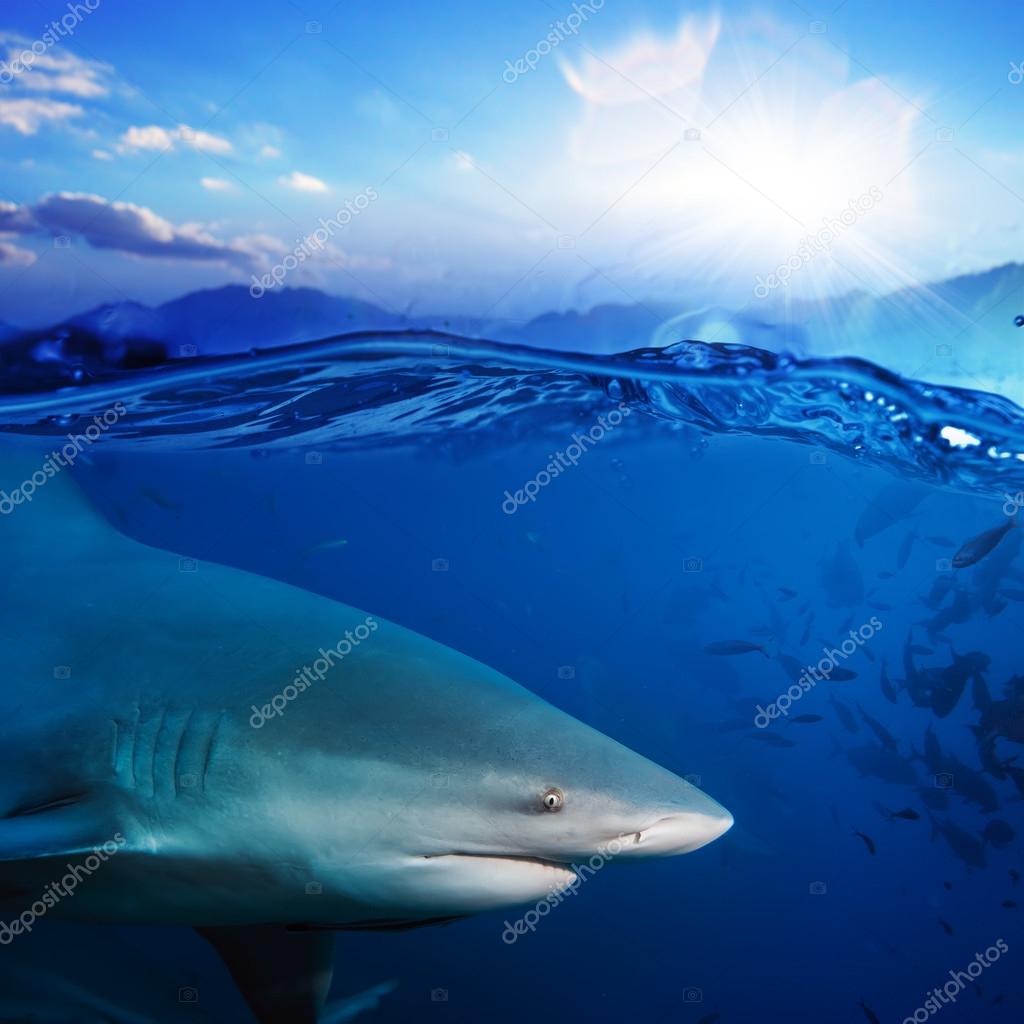 Separated image water surface in sunlight and angry shark underw ...