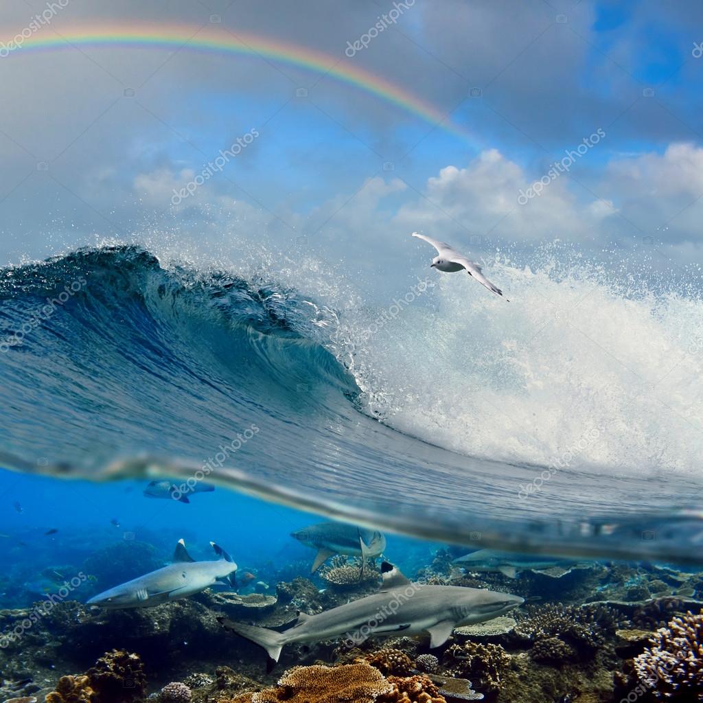 Reef Surfing Wallpaper