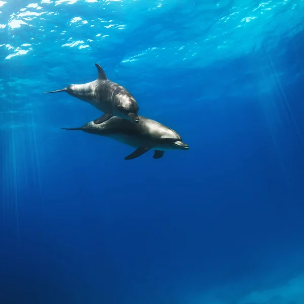 two funny dolphins smiling underwater very close the camera — Stock ...