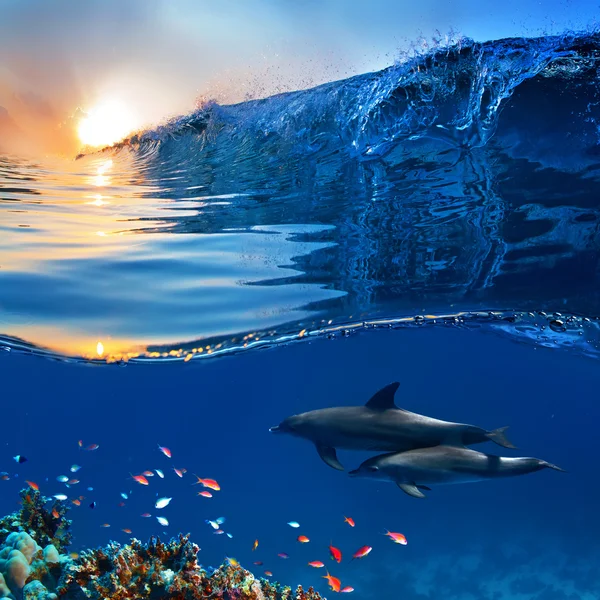 Two beautiful dolphins swimming underwater through coral reef fu ...