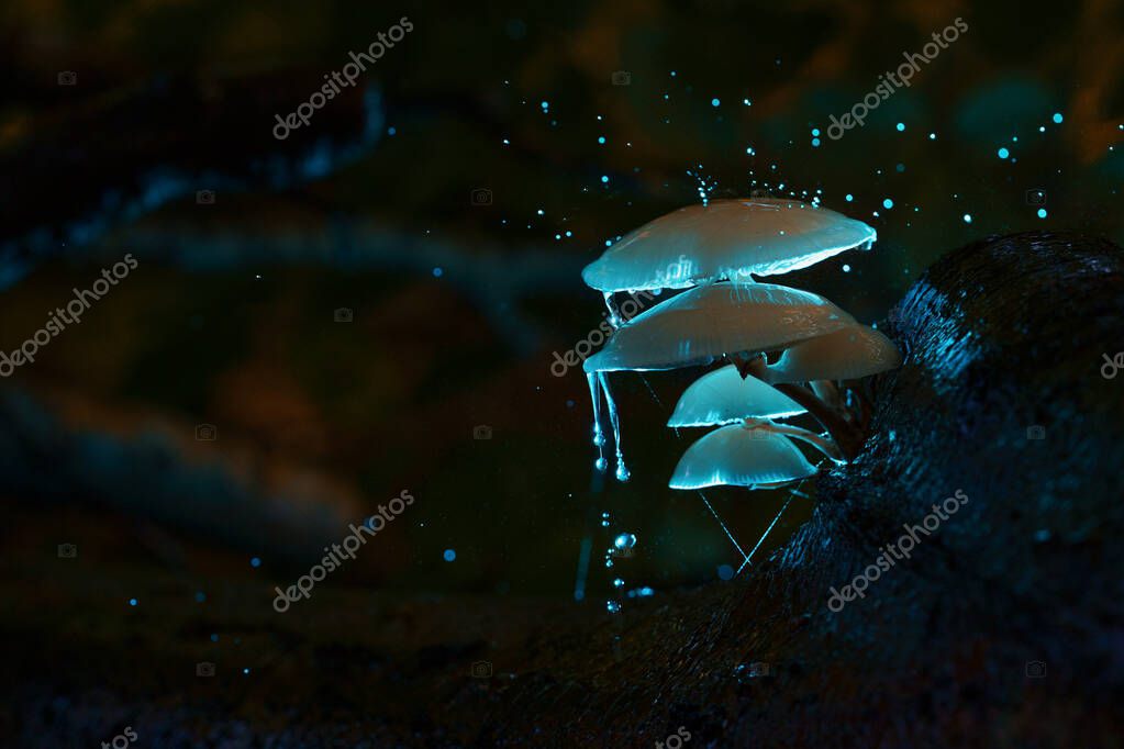 Molde de limo en el bosque oscuro iluminado por luz flash artificial ...