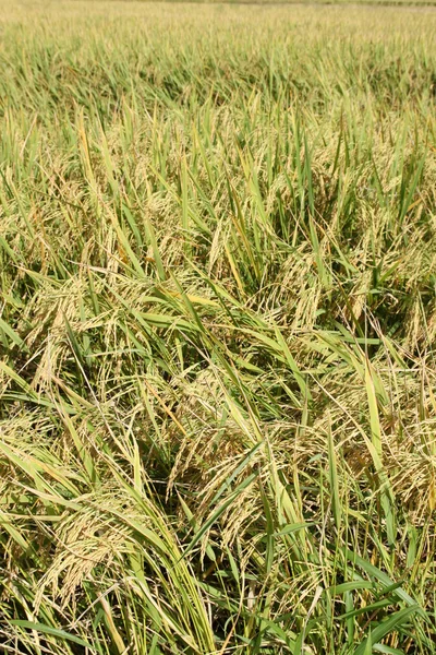 Golden paddy rice field ready for harvest. — Stock Photo © poungpayom ...