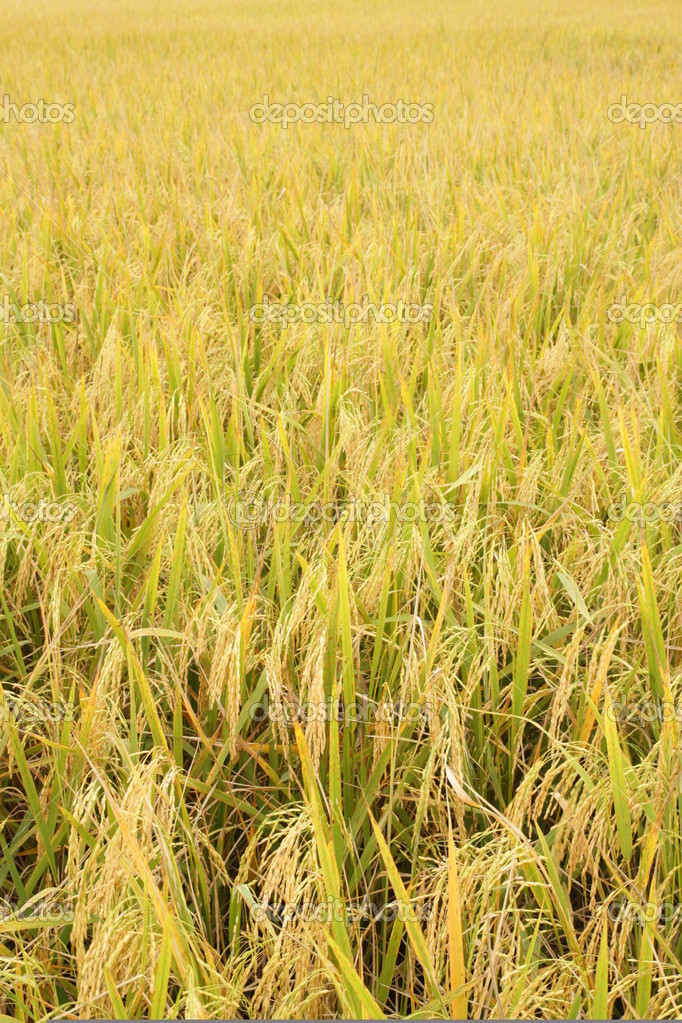 Golden paddy rice field ready for harvest. — Stock Photo © poungpayom ...