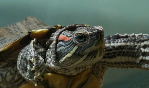 Slow turtle Stock Photos, Royalty Free Slow turtle Images | Depositphotos