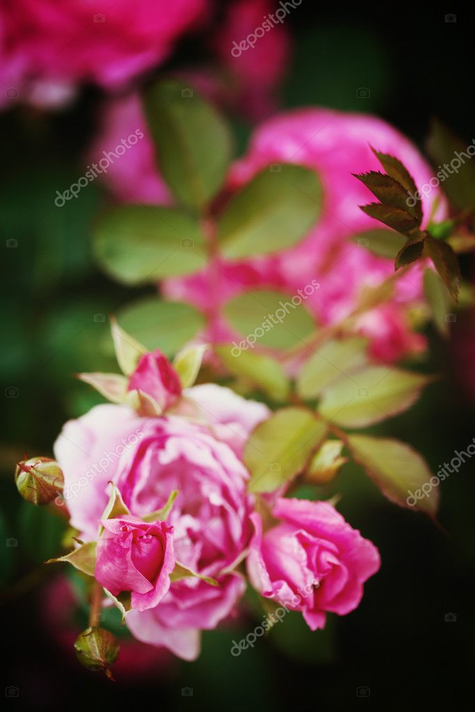 Nature background with rose flower Stock Photo by ©dariazu 49288393