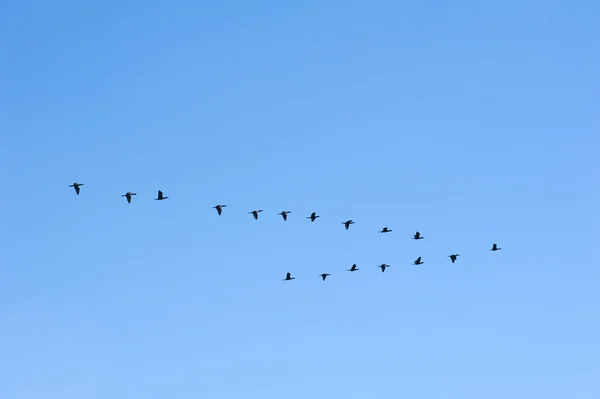 Birds in formation Stock Photos, Royalty Free Birds in formation Images ...