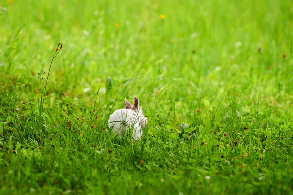 White rabbit in grass Stock Photos, Royalty Free White rabbit in grass ...