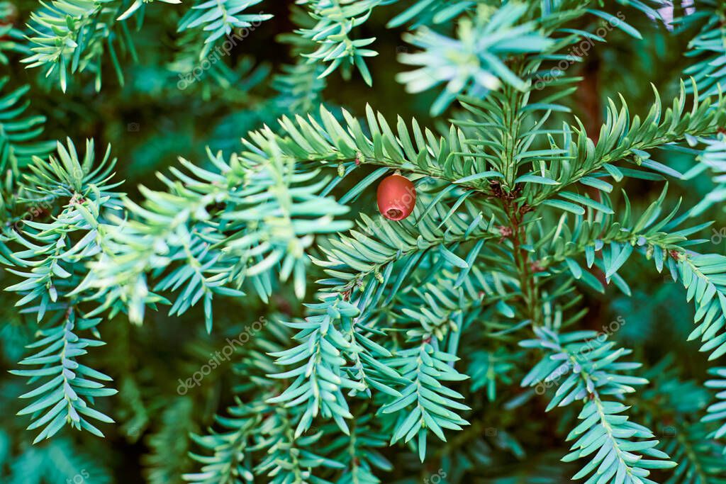 Árbol tejo europeo, Taxus baccata evergreen tejo de cerca. Rama de ...