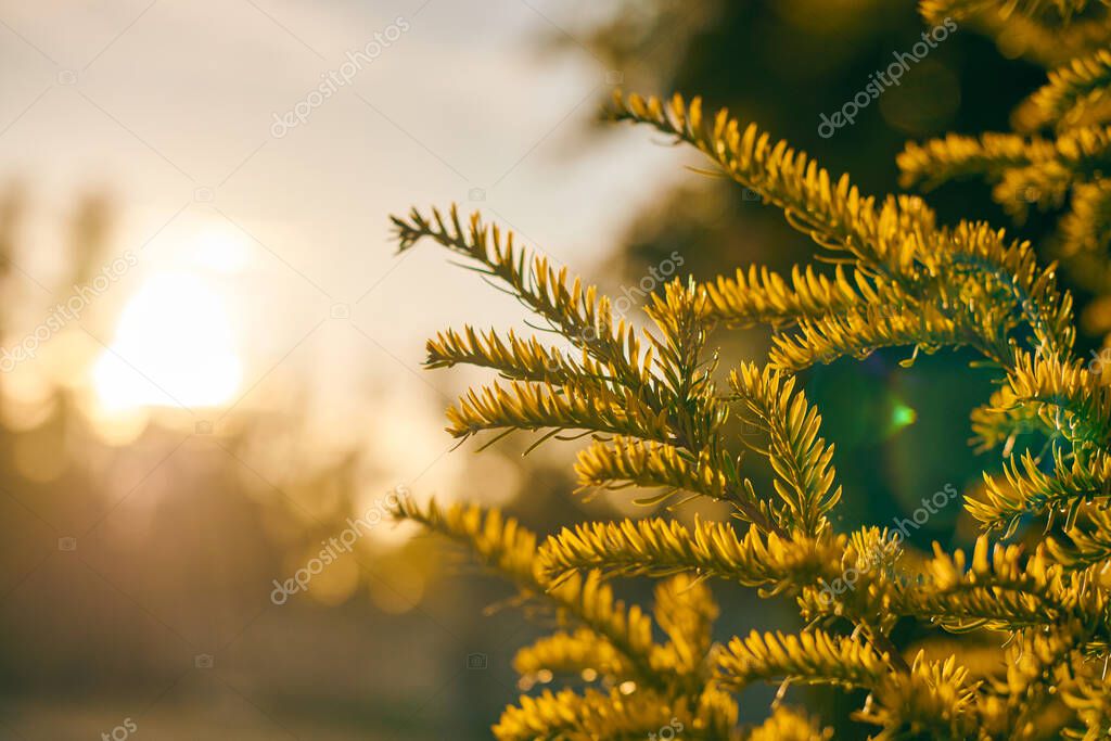 Árbol tejo Taxus baccata branch copy space close up. Árbol tejo ...