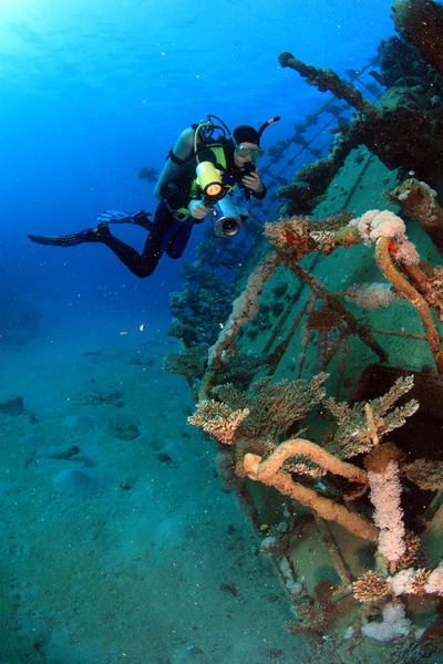 Marine Life in the Red Sea — Stock Photo © uwstas #17338357