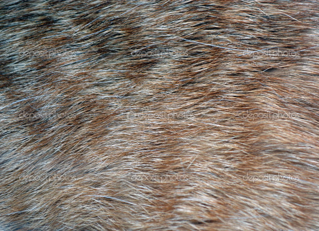 tierfell — Stockfoto © natali_grafik81 #30428417