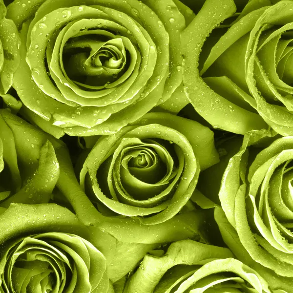 Green roses Stock Photos, Royalty Free Green roses Images | Depositphotos
