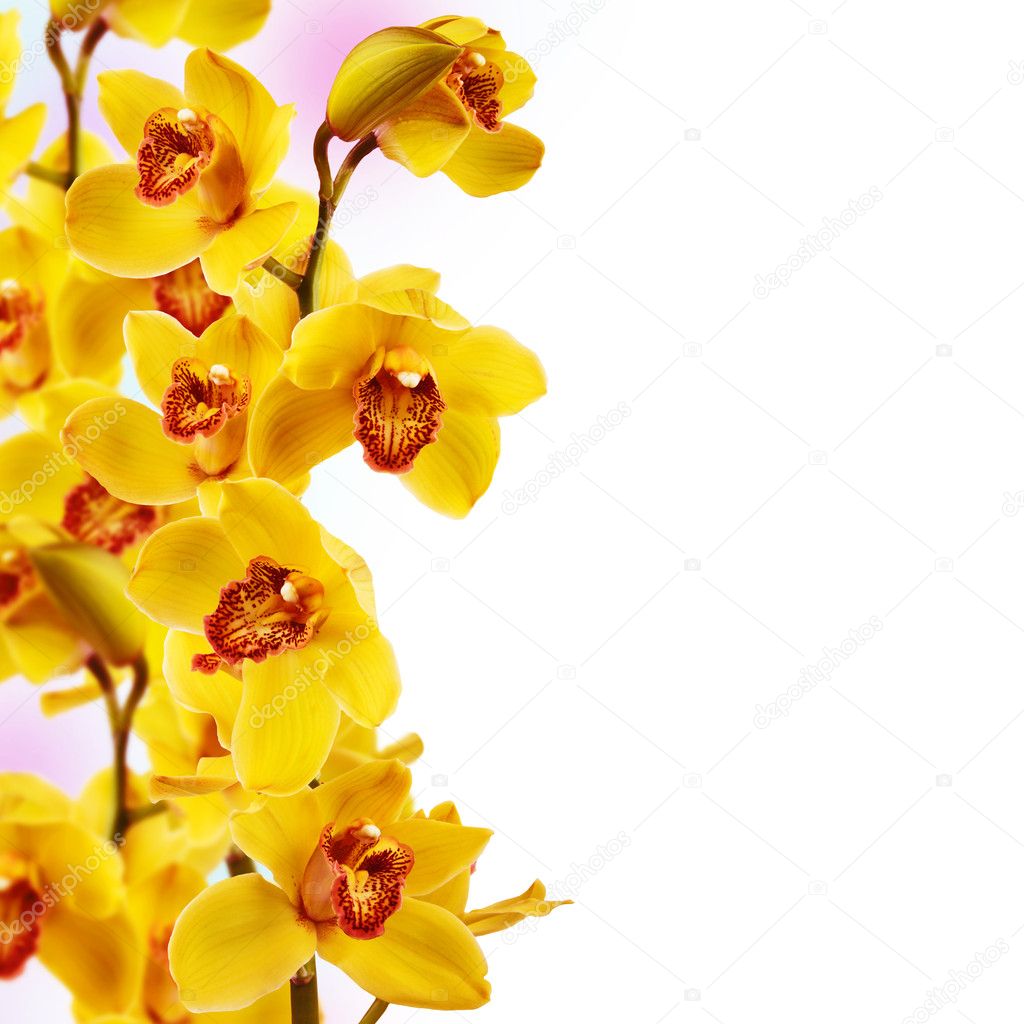 Fleur d'orchidée jaune isolé sur fond blanc — Photographie lamento ...