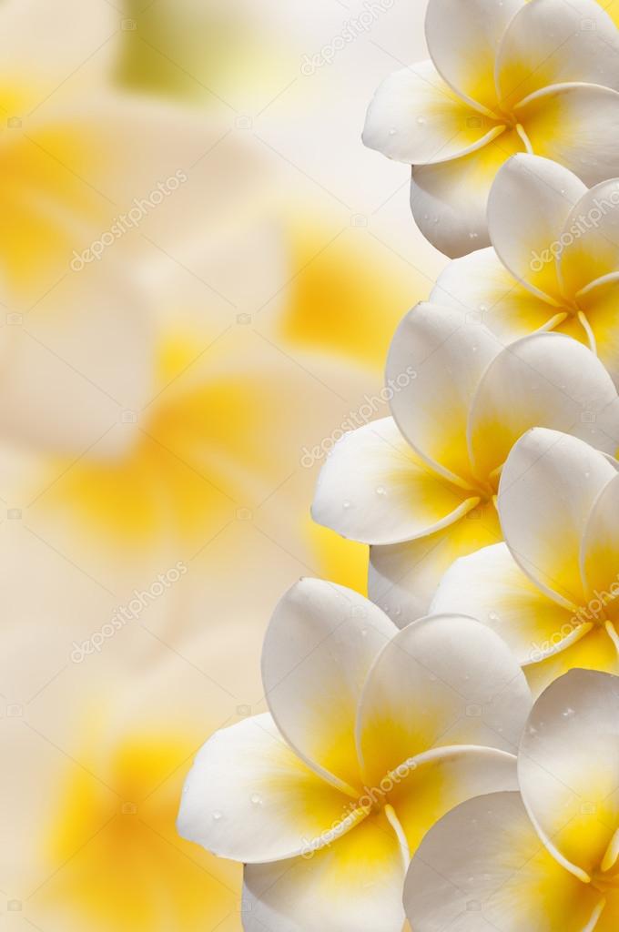 Frangipani Tropical Spa Flower. Plumeria. Border Design — Stock Photo ... Frangipani Tropical Spa Flower. Plumeria. Border Design — Stock Photo ...