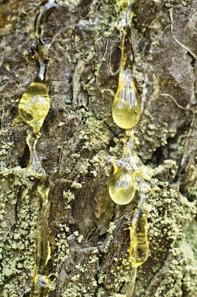 Pine Tree Sap