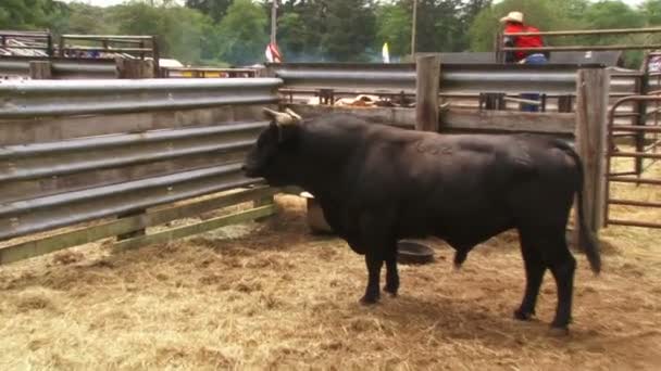 Bull in a cage at the rodeo — Stock Video © danjesperson #14958193
