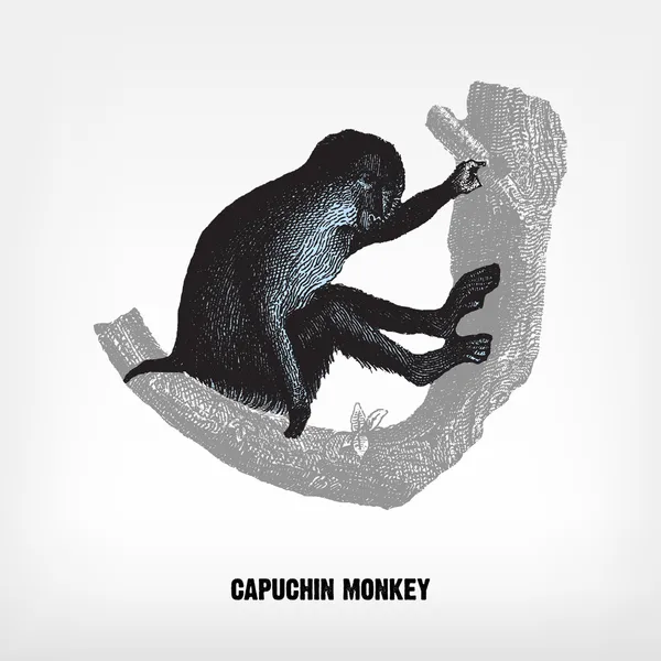 Engraving vintage shoulder — Stock Vector © pio3 #18835717