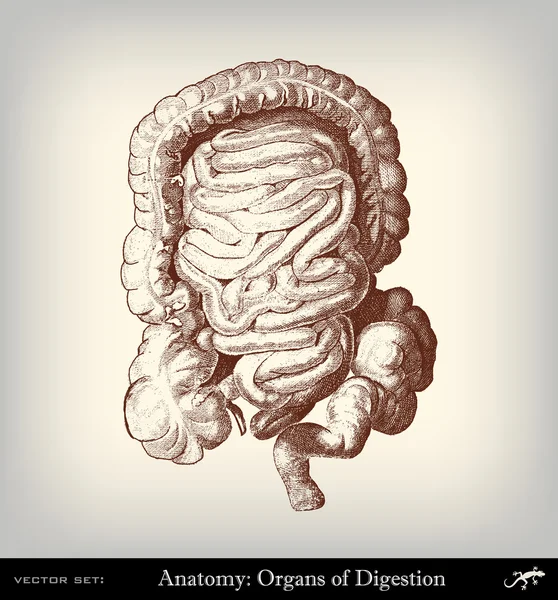 Engraving of the intestine Vector Art Stock Images | Depositphotos