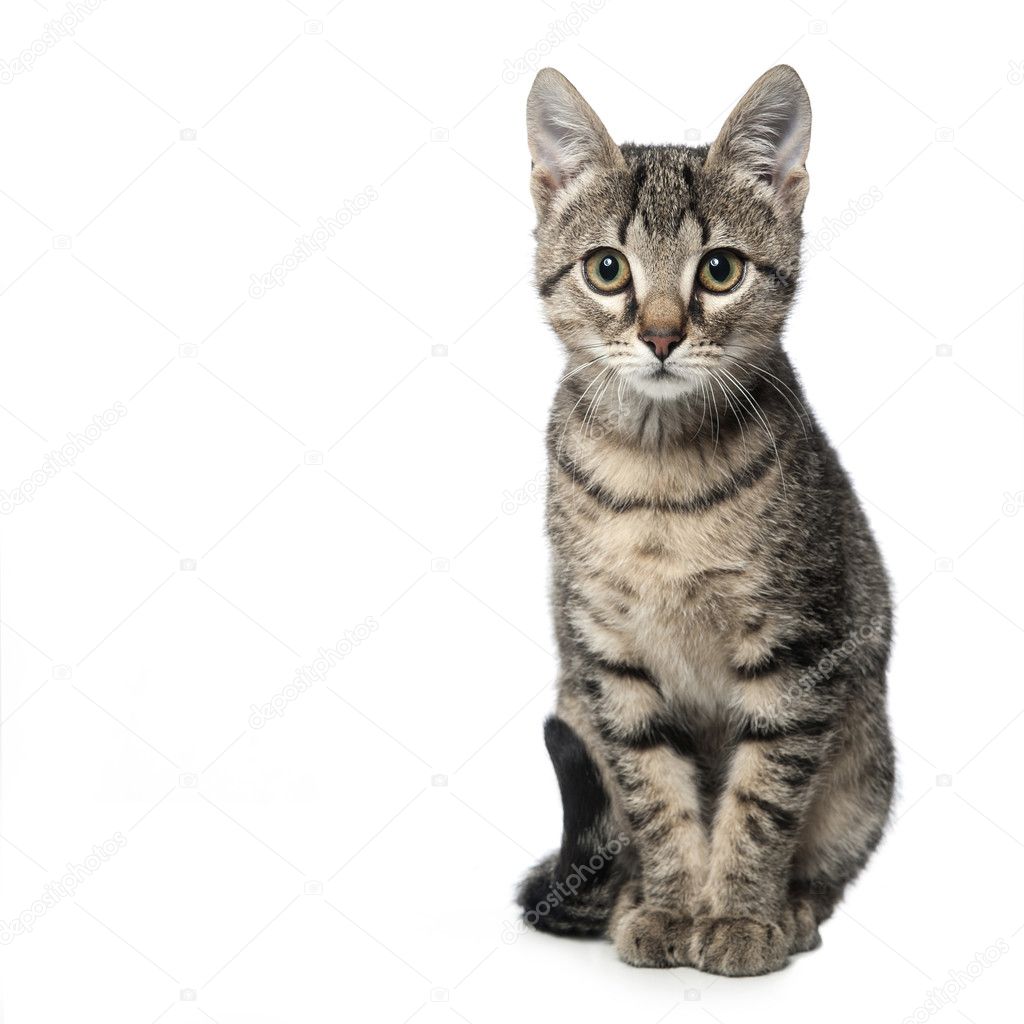 Little gray kitten isolated on white background — Stock Photo © pio3 ...