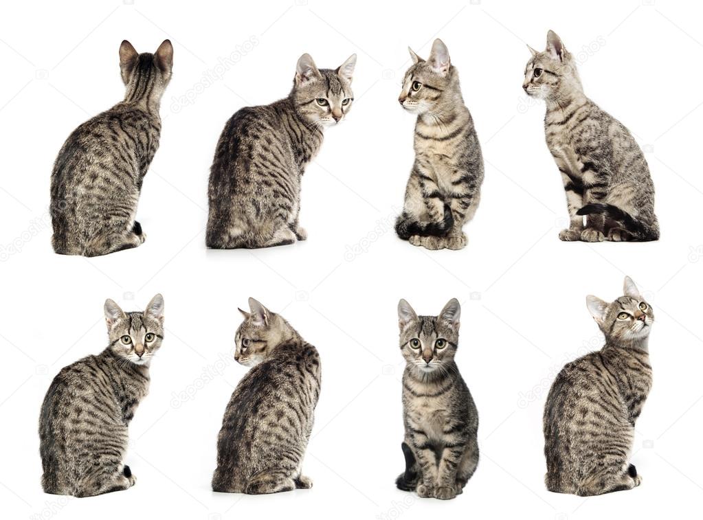 Collage of Little gray cat in different positions isolated on wh ...