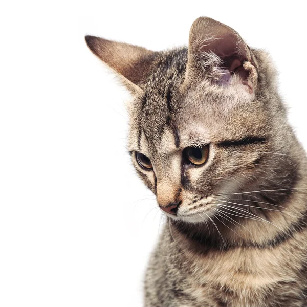 Collage of Little gray cat in different positions isolated on wh Stock ...